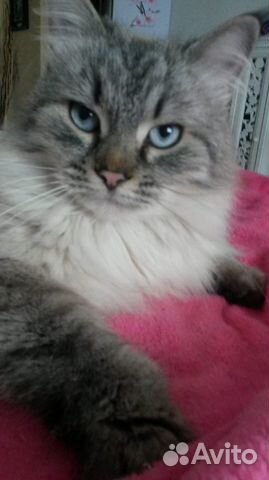 Котик Айс в поисках семьи