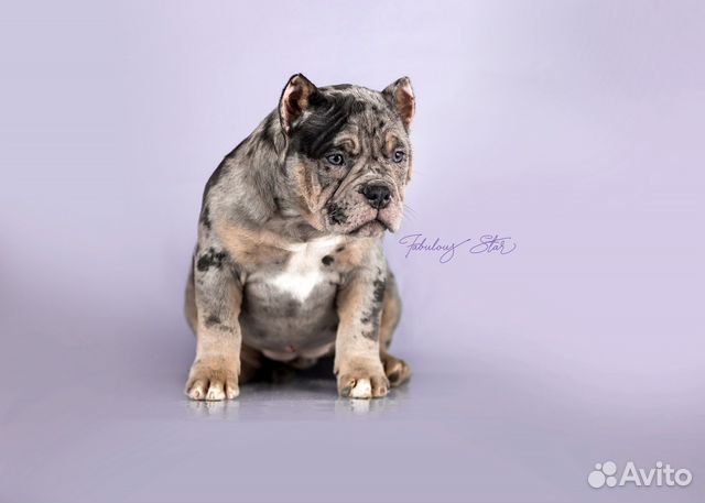 Американбулли мерль