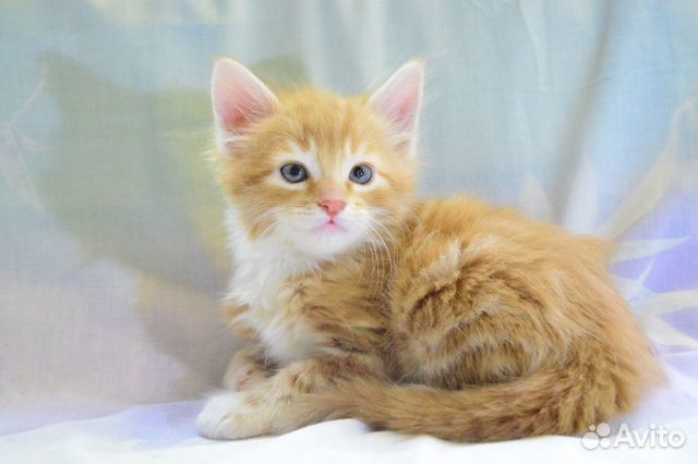 Котенок рыжик