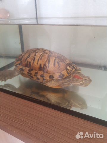 Отдам в добые руки двух черепах