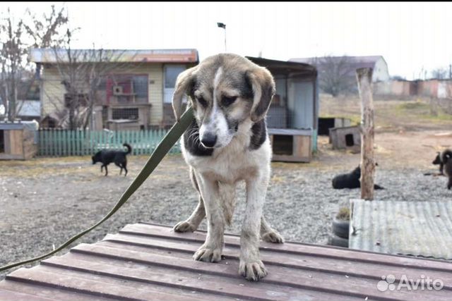 Собака девочка, Тоня ищет дом