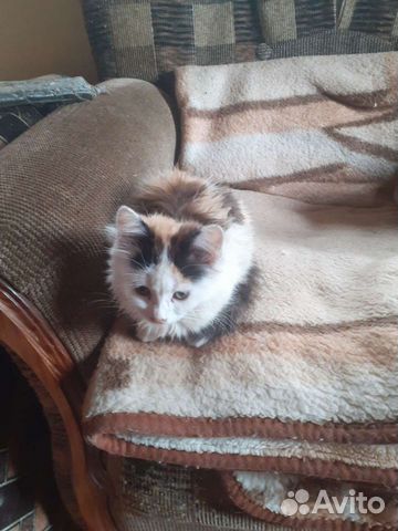 Котенок
