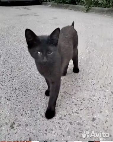 Полуслепая юная чёрная кошечка в опасности