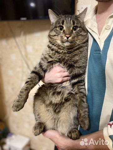 Альф невероятный