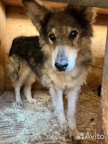 Собаке старичку нужна семья