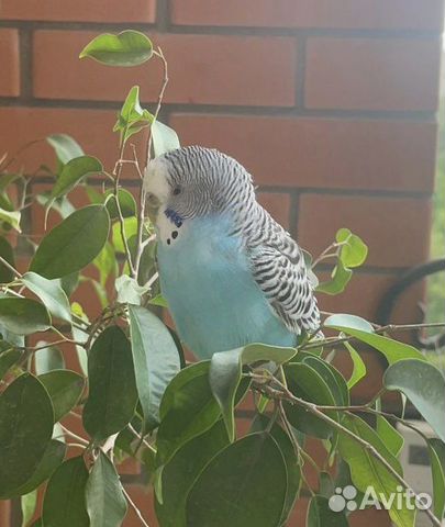 Нашелся волнистый попугай