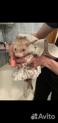 Хорëк - фретка