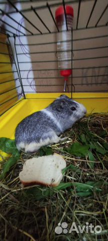 Морская свинка