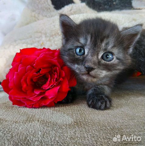 Британская кошка
