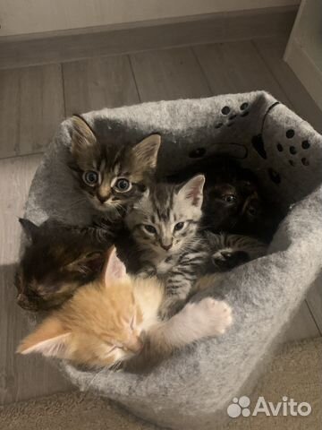 Котята