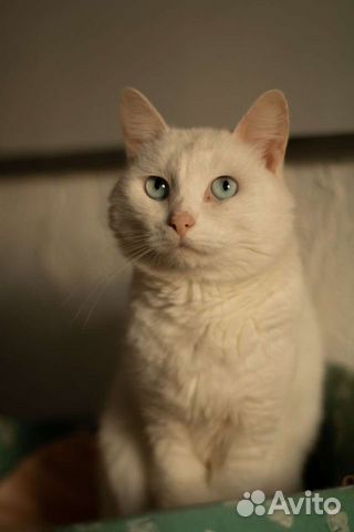 Голубоглазый белоснежный парень