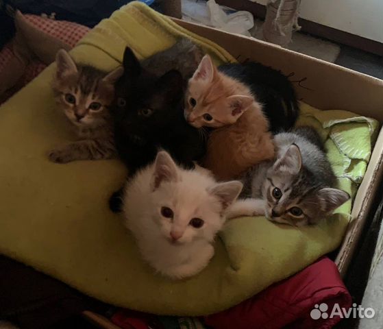Котята в добрые руки