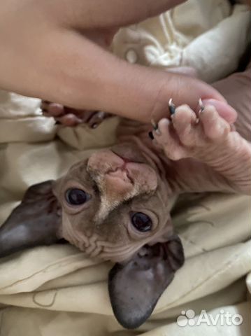 Канадский сфинкс