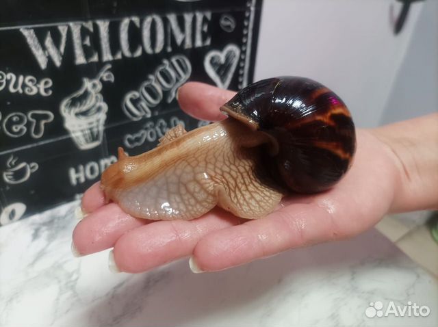 Улитки ахатины