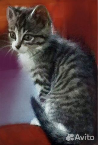 Котенок Дуся 4 мес