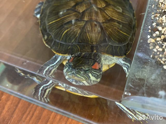 Томми ищет новый дом