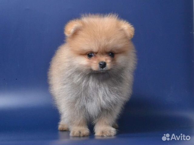 Красавчик Барон)