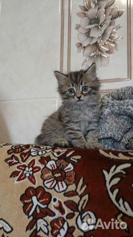 Котята в добрые руки 1 месяц