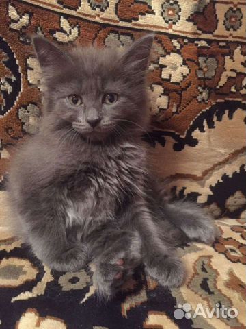 Котята бесплатно