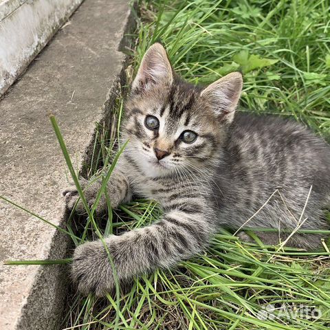 Полосатый котенок ищет дом (мальчик)