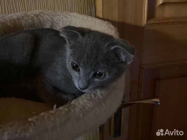 Шотладские котята