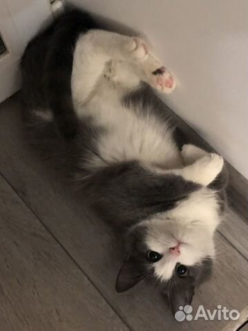 Кошечка Бусинка с приданным