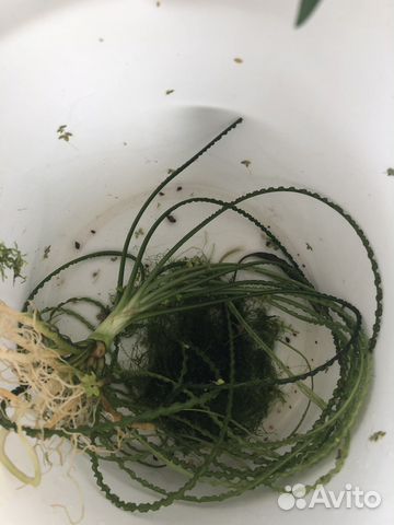 Аквариумное растение Кринум и мох