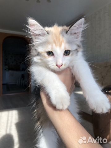 Котёнок