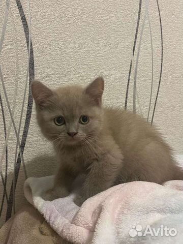 Британские котята