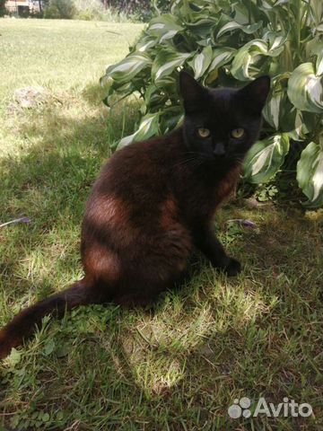 Котик в дар бесплатно