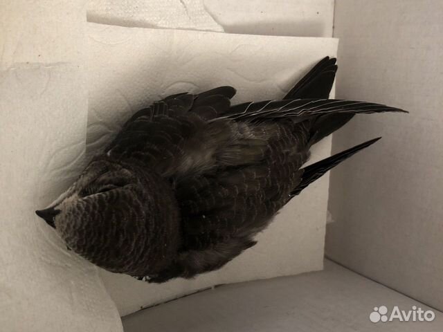 Стриж птица