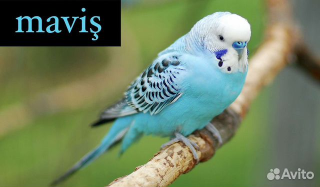 Улетел волнистый попугайчик