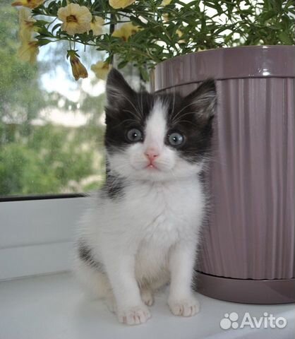 Котята бесплатно