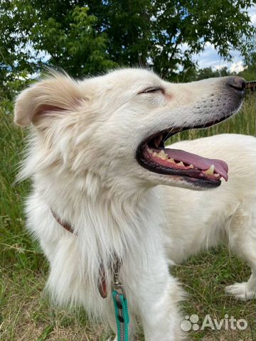 Улыбчивый пёс ждёт хозяина в приюте