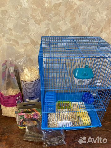 Джунгарские хомячки