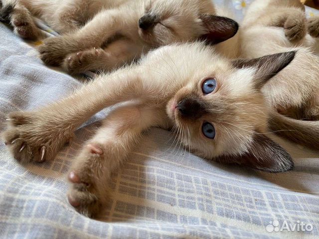 Сиамские котята