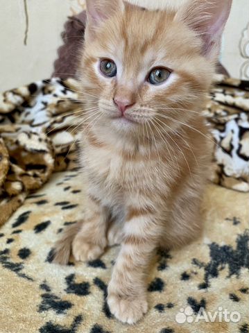 Котята ищут дом