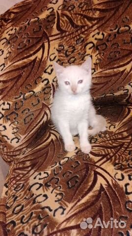 Котенок белый мальчик