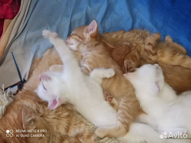 Отдам в добрые руки