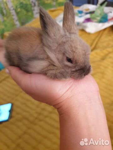 Декоративные кролики