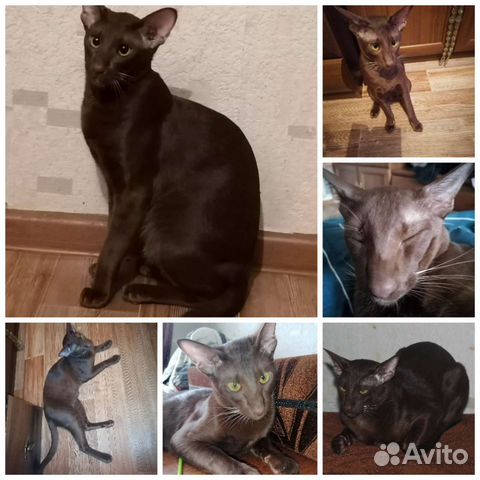Ориентальный кот вязка