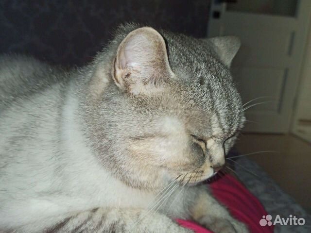Британский кот