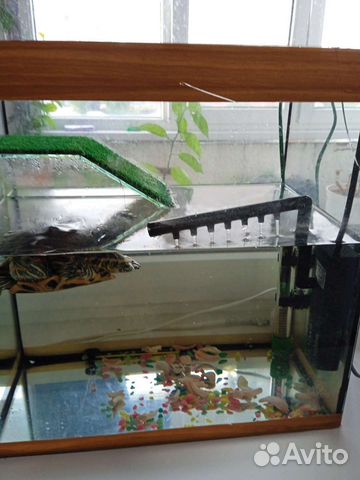 Красноухая черепаха с аквариумом