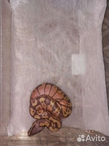 Королевская змея