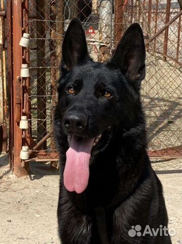 Немецкая овчарка вязка кабель