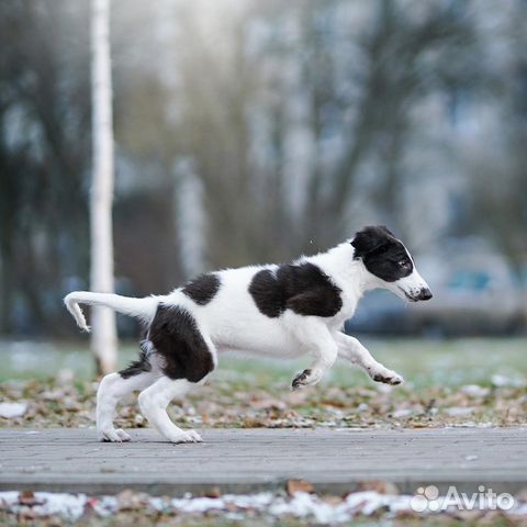 Мальчик Русской Борзой