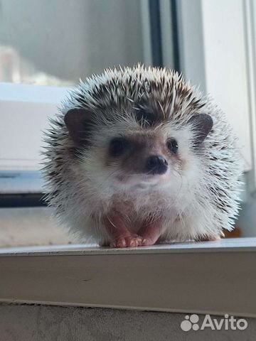 Африканский ежик