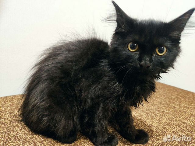 Котенок / Черный ушастый пушистик