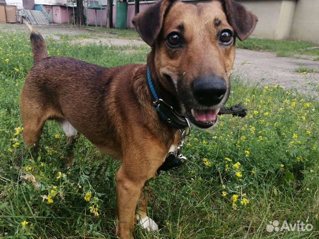 Отдам Собаку в добрые руки помесь с цвергпинчером