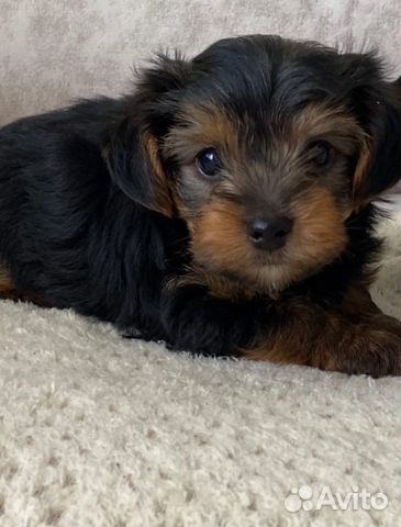 Йоркширский терьер щенки